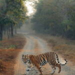 Ranthambhore: Ranthambhore Tiger Reserve Booking - The Safari Itinerary – What to Expect