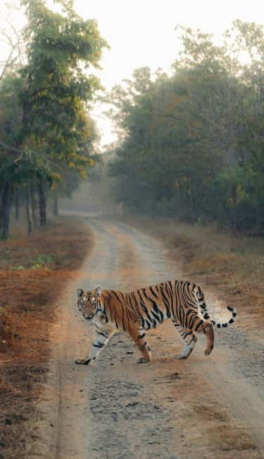 Ranthambhore: Ranthambhore Tiger Reserve Booking - The Safari Itinerary – What to Expect