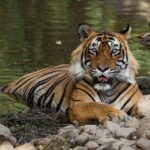 Ranthambore: Guided Safari Tour by Canter or Jeep - Final Thoughts