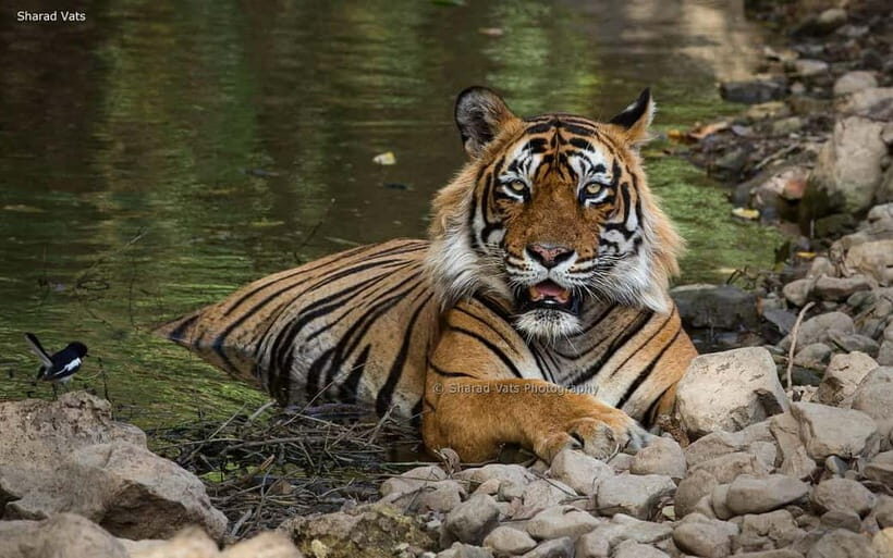 Ranthambore: Guided Safari Tour by Canter or Jeep - Final Thoughts