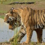 Ranthambore National Park - What to Expect on Your Safari