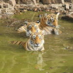 Ranthambore: National Park Guided Jeep or canter Safari - Value and Overall Impression