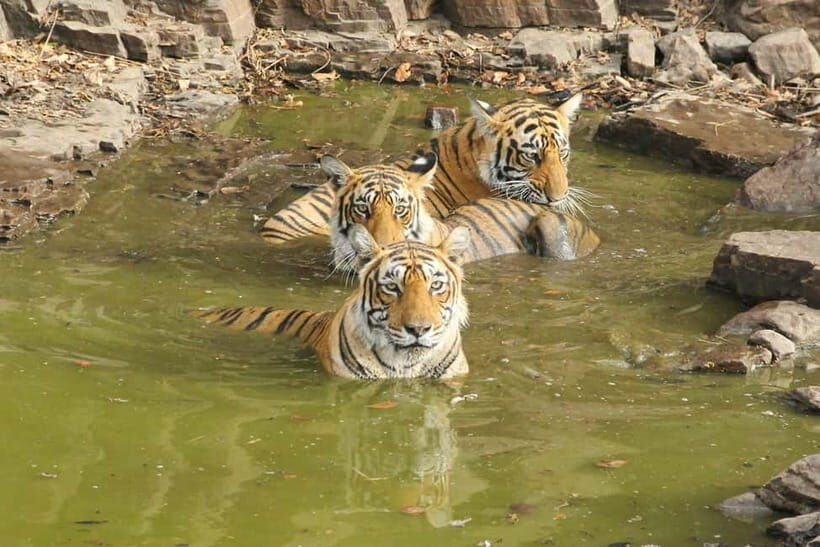 Ranthambore: National Park Guided Jeep or canter Safari - Value and Overall Impression