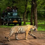 Ranthambore National Park: Jeep or Canter Safari - The Day Itself: What to Expect