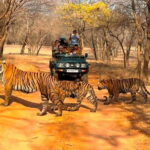 Ranthambore National Park: Jeep Safari from Sawai Madhopur - Who Will Love This Tour?