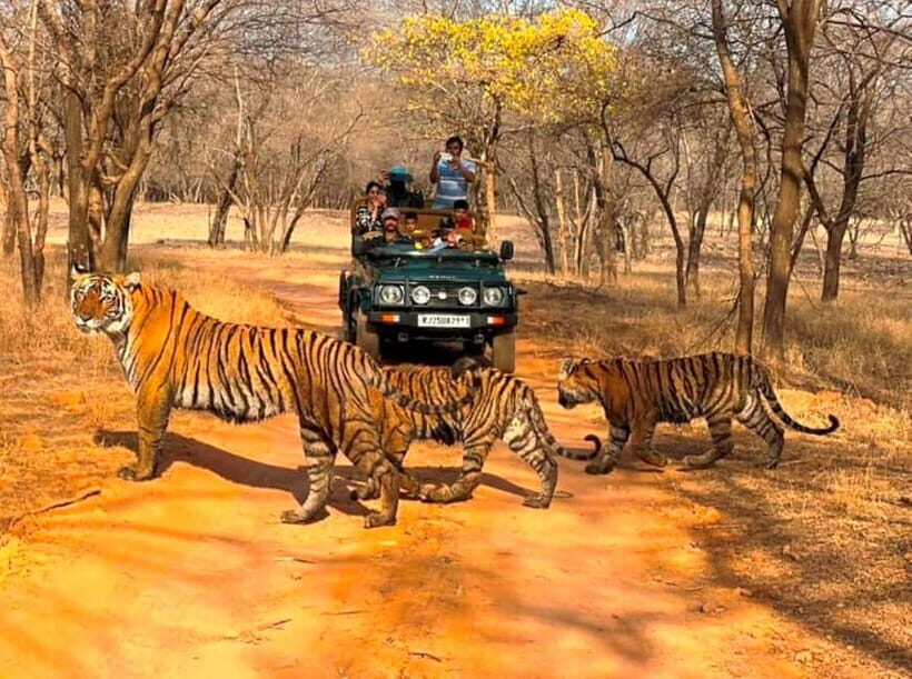 Ranthambore National Park: Jeep Safari from Sawai Madhopur - Who Will Love This Tour?
