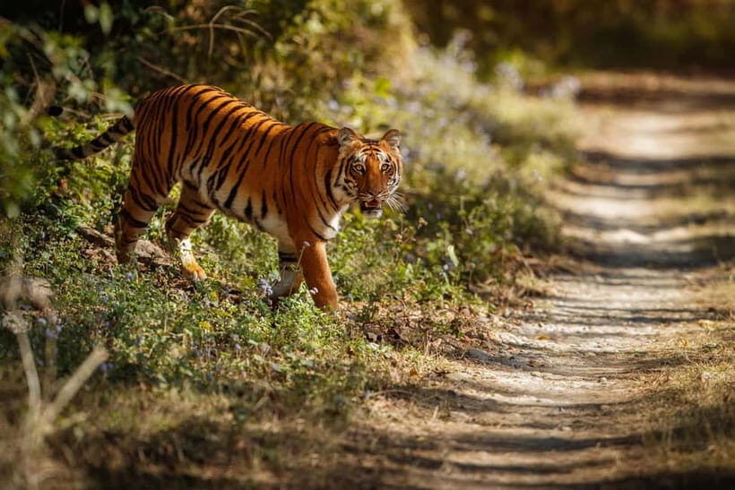 Ranthambore National Park: Safari Ticket with Pickup Option - The Practicalities: Booking, Price, and Tips