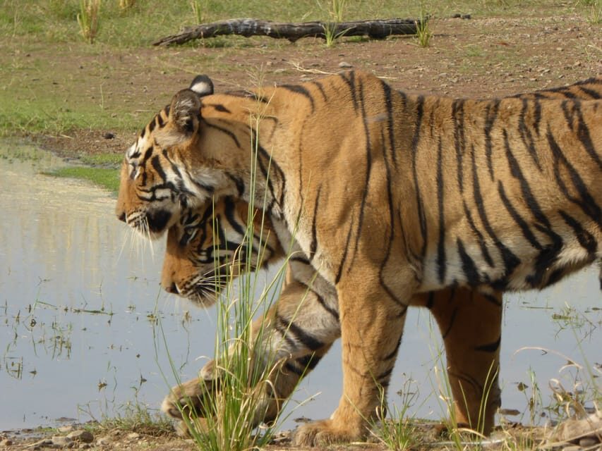 Ranthambore National Park - What to Expect on Your Safari