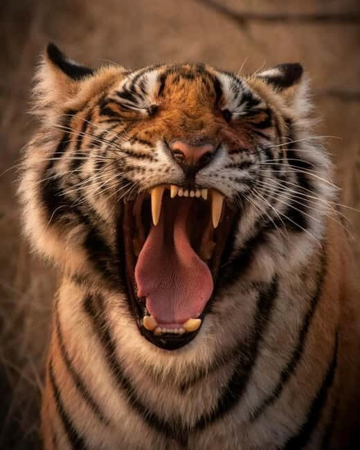 Ranthambore safari by Canter ( 20 seater bus) - What Can You Expect During the Safari?