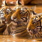 Ranthambore Safari Trip - What You Can Expect During the Tour