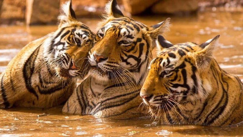 Ranthambore Safari Trip - What You Can Expect During the Tour