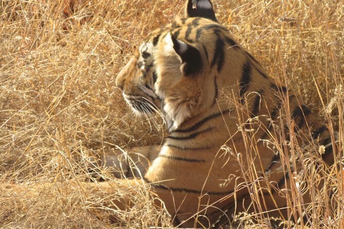 Ranthambore Same Day Experience - Final Thoughts: Is This Tour For You?