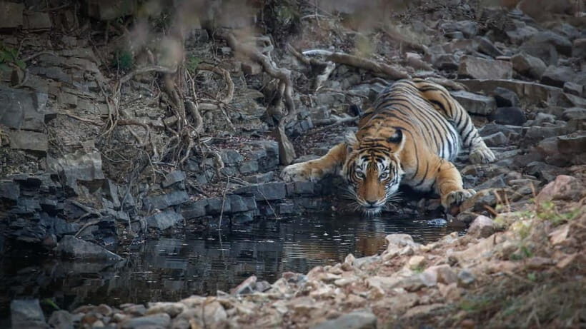 Ranthambore: Shared Tiger Safari in Canter or Gypsy - Who is This Tour Best For?
