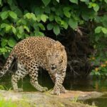 Ranthambore: Skip-the-Line Tiger Safari in Sharing Canter - What to Expect from the Safari Experience