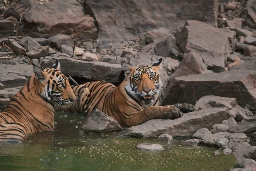 Ranthambore: Skip-the-Line Tiger Safari in Sharing Canter - The Practicalities: Price, Timing, and What’s Included