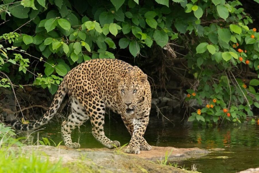 Ranthambore: Skip-the-Line Tiger Safari in Sharing Canter - What to Expect from the Safari Experience