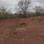 Ranthambore Tiger Safari Day Trip from Jaipur -All Inclusive - Analyzing the Value