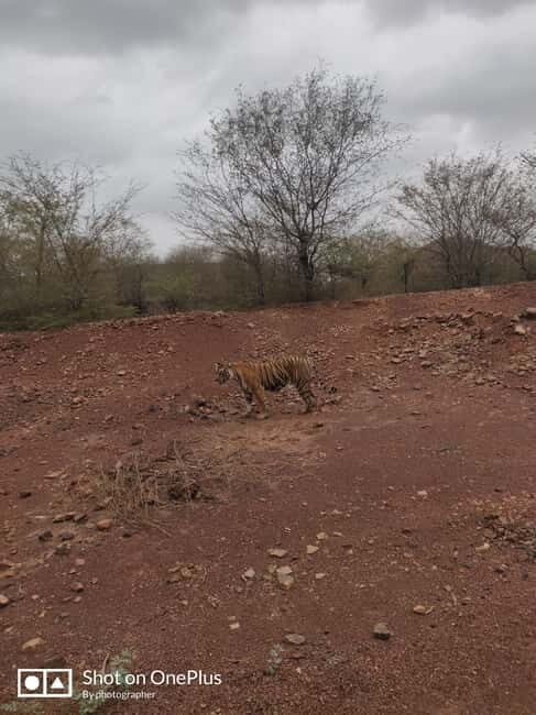 Ranthambore Tiger Safari Day Trip from Jaipur -All Inclusive - Analyzing the Value