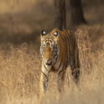 Ranthambore: Tiger Safari Tour - Booking and Options: What’s on Offer