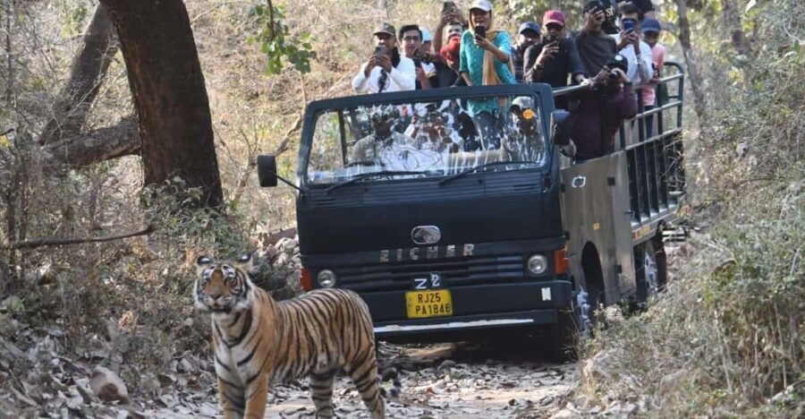 Ranthambore : Tiger Safari Tour in Canter - Exploring the Park: What You Can Expect