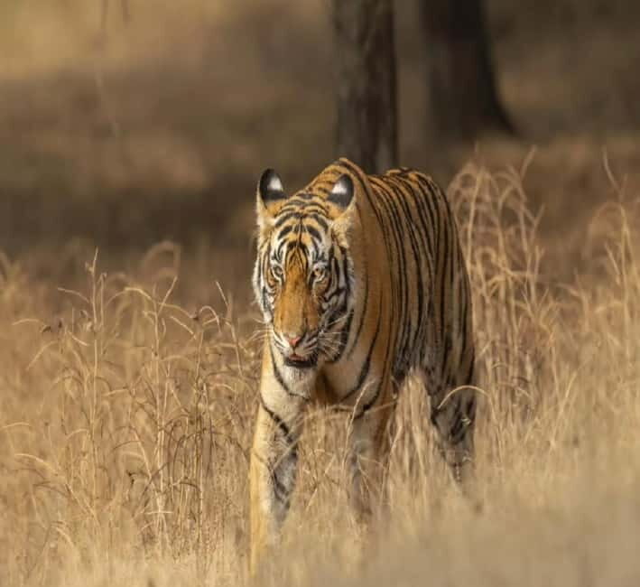 Ranthambore: Tiger Safari Tour - Booking and Options: What’s on Offer
