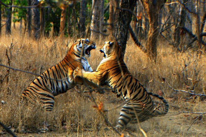 Ranthambore Wildlife Safari Tour From Jaipur Including Transfers - Value and Cost: Whats Included and Whats Not
