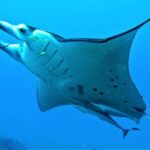 Reef Discovery Half Day Group Signature Tour - FAQ