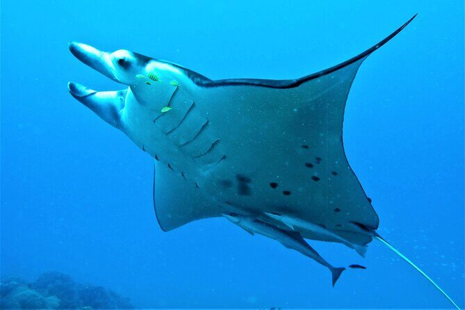 Reef Discovery Half Day Group Signature Tour - FAQ