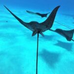 Reef Discovery Private Full Day Lagoon Tour & Water Lunch - Who Will Love This Tour?