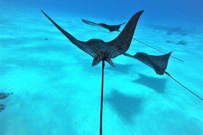 Reef Discovery Private Full Day Lagoon Tour & Water Lunch - Who Will Love This Tour?