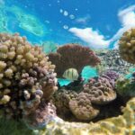 Reef Discovery Private Half Day Lagoon Tour - Practical Details and Considerations