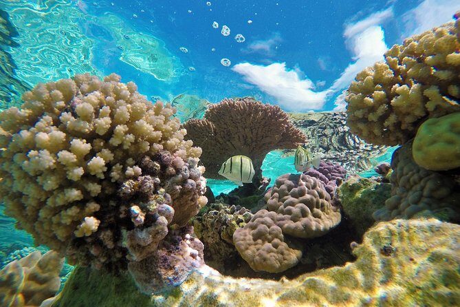 Reef Discovery Private Half Day Lagoon Tour - Practical Details and Considerations