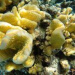Reef Exploration with Reva Atea participatory science - How This Tour Fits Into Your Moorea Adventure