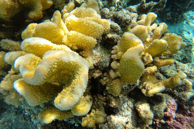 Reef Exploration with Reva Atea participatory science - How This Tour Fits Into Your Moorea Adventure