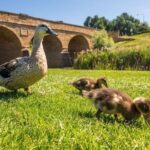 Richmond Village Tour Hobart - The Itinerary: A Closer Look