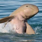Roebuck Bay Sunset & Snubfin Dolphin Cruise - What to Expect from the Tour