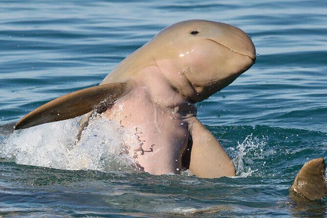 Roebuck Bay Sunset & Snubfin Dolphin Cruise - What to Expect from the Tour