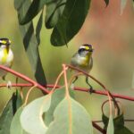 Roma: 1-Hour Guided Nature Trail Walk - Practical Details and Considerations