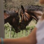 Romantic Horse Trail Ride with Wine and Food in Adelaide Hills - Practical Tips for Booking and Enjoying