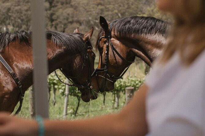 Romantic Horse Trail Ride with Wine and Food in Adelaide Hills - Practical Tips for Booking and Enjoying
