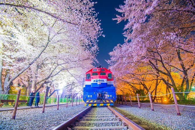 Romantic Jinhae Cherry Blossom Festival Night Tour from Busan - Key Points