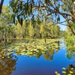 Rossville: Aboriginal Cultural Experience with Mooks - An Introduction to the Rossville Indigenous Experience