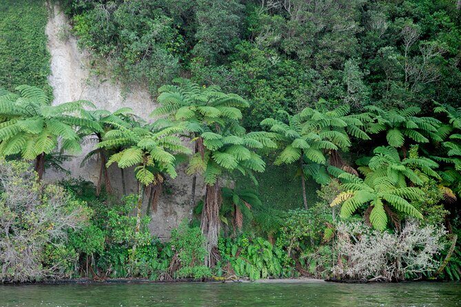 Rotorua Evening Big Kanu Starlight Tour - Introduction to the Rotorua Big Kanu Starlight Tour
