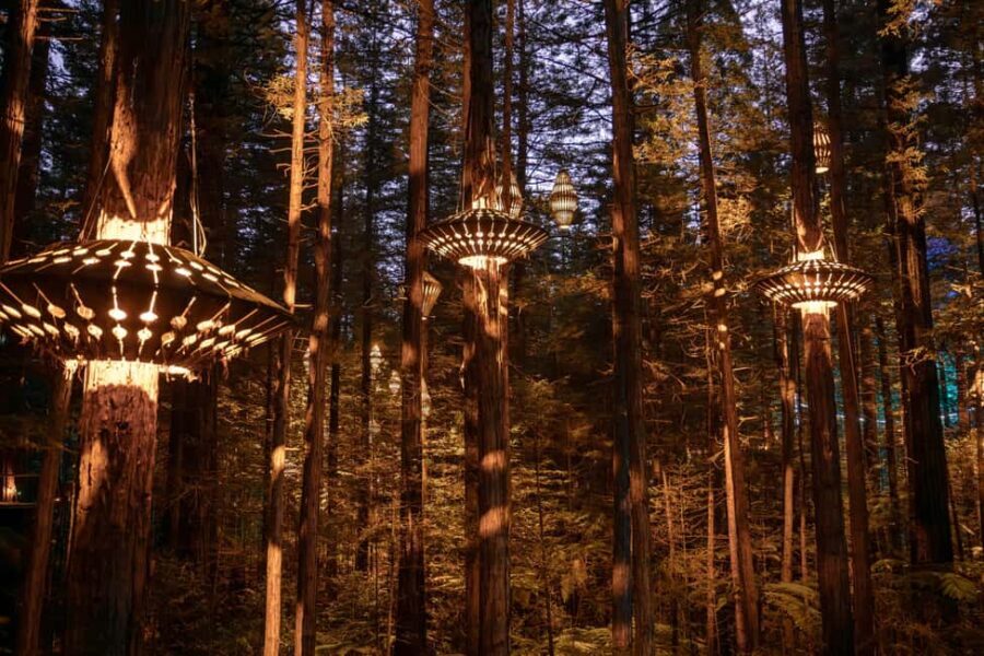 Rotorua: Redwoods Altitude, Nighttime Fast Pass, & Treewalk - Key Points