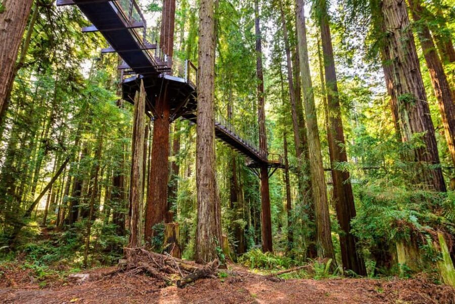 Rotorua & Taupo:Wai-O-Tapu, Redwood Walk & Hukka falls Tour - Day Itinerary Breakdown