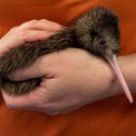 Rotorua: The National Kiwi Hatchery Kiwi Encounter Tour - The Actual Experience: What You’ll See and Do