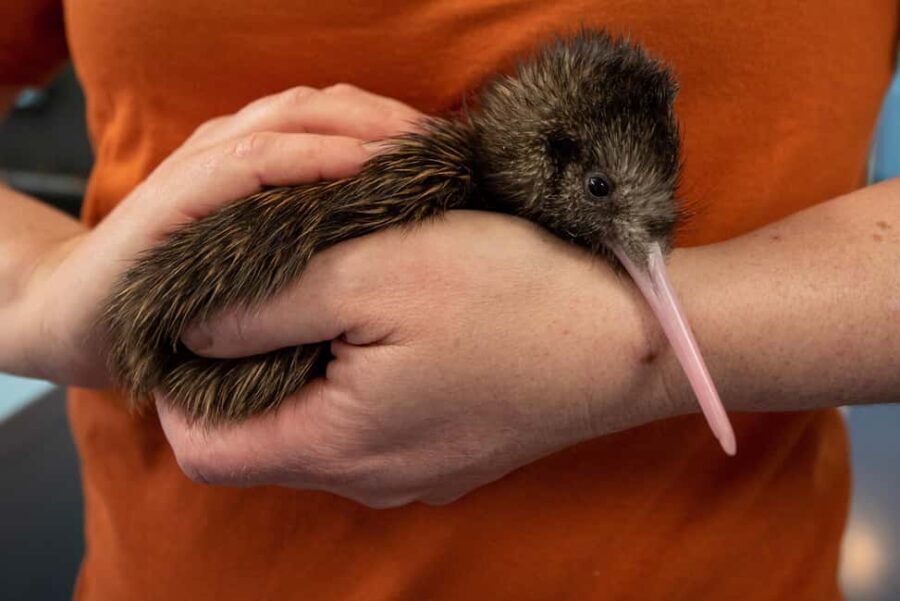 Rotorua: The National Kiwi Hatchery Kiwi Encounter Tour - The Actual Experience: What You’ll See and Do