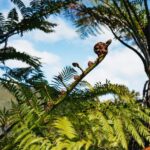 Rotorua: 'Thermal Path Tour' Geothermal half day Tour - The Practicalities: What You Need to Know