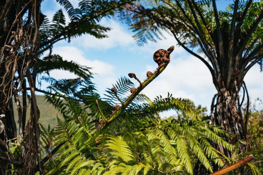 Rotorua: 'Thermal Path Tour' Geothermal half day Tour - The Practicalities: What You Need to Know