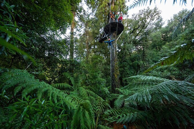 Rotorua's Biggest Zipline Adventure - Ultimate Canopy Tour - Who Will Love This Tour?
